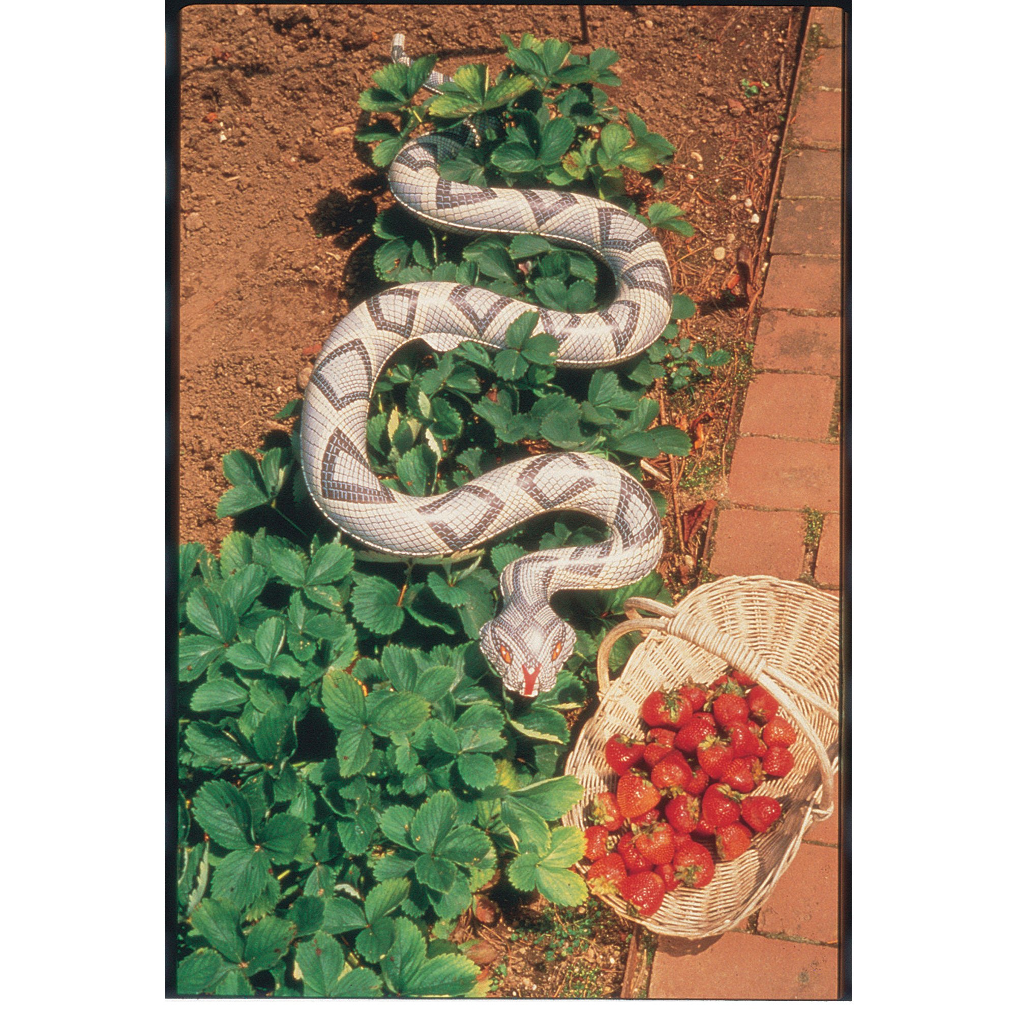 Inflatable Snake | Northern Tool