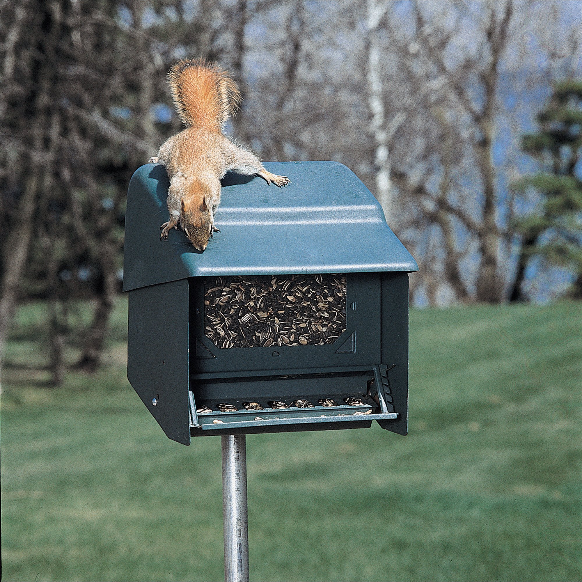 Bird Feeder Keeps Squirrels Out! | Northern Tool