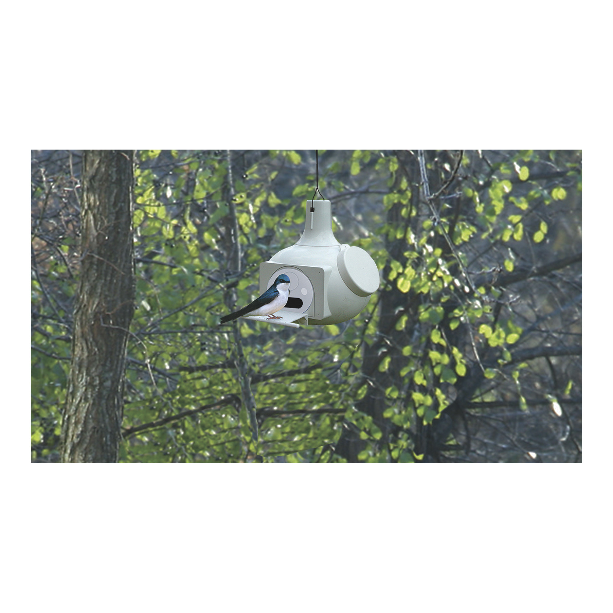 Purple Martin, Tree Swallow + Blue Bird Gourd Birdhouse, Model# BO9 ...