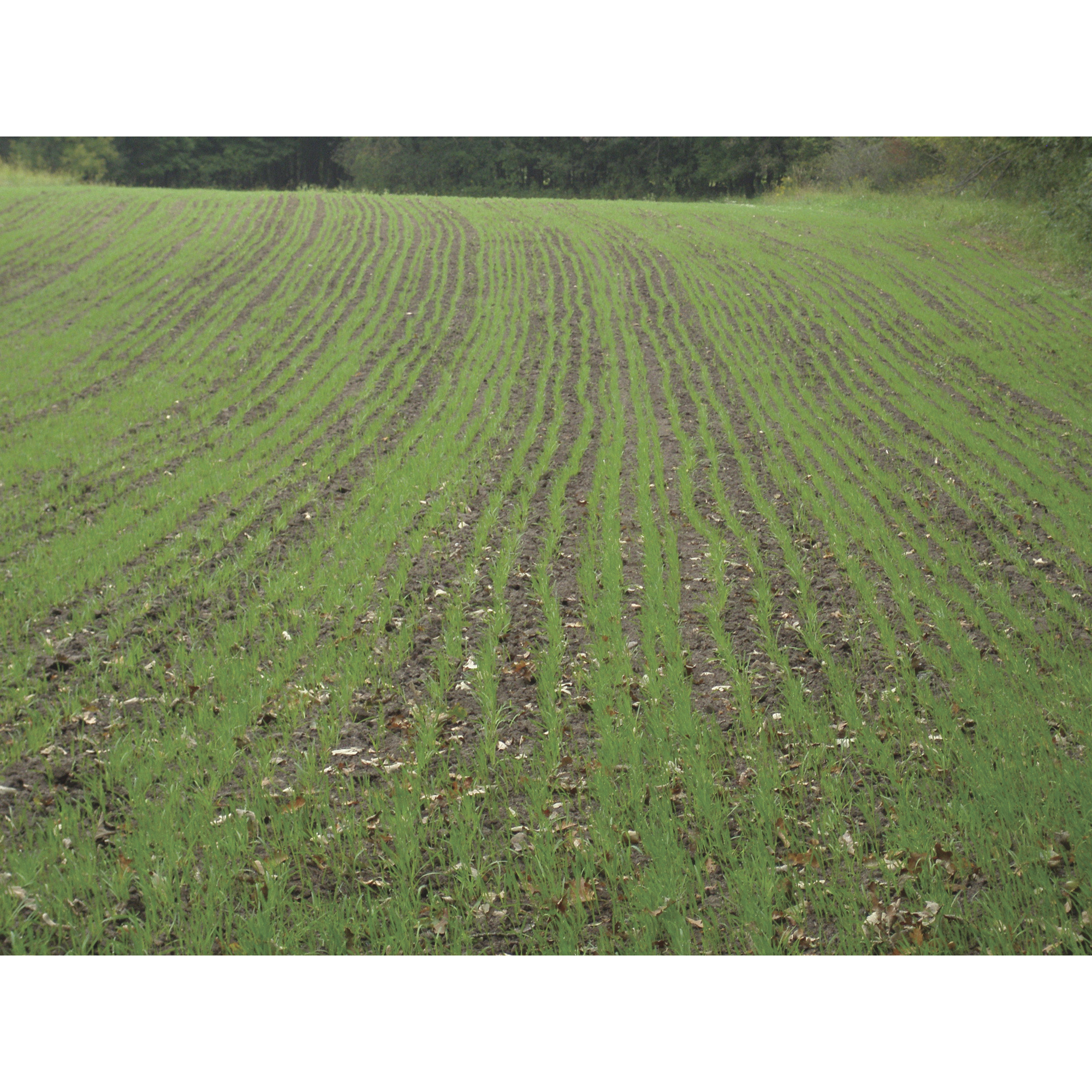 Field Tuff 3-Pt. Crop Seeder - 60in. Width, 10 Rows, Adjustable Seed ...