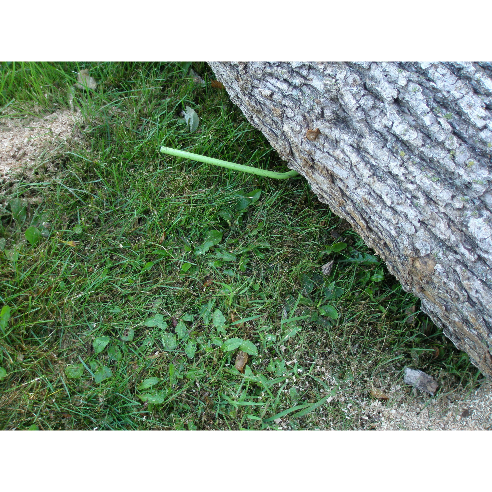 Timber Tuff Tools, Choker Chain, Weight Capacity 4700 lb, Model# TMW-47 ...