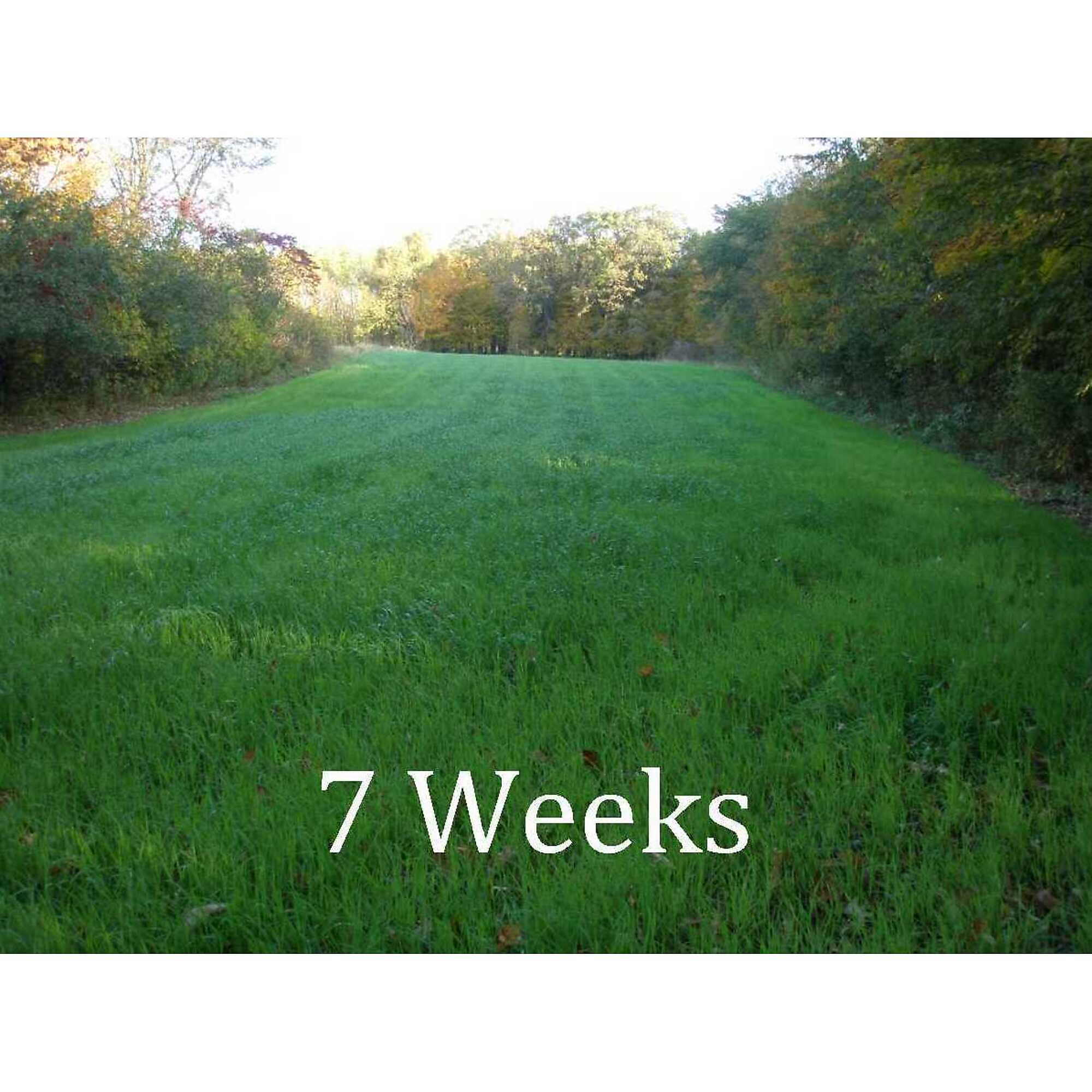 Field Tuff 3-Point Seeder - 84in. Working Width, 2in. Max Depth ...