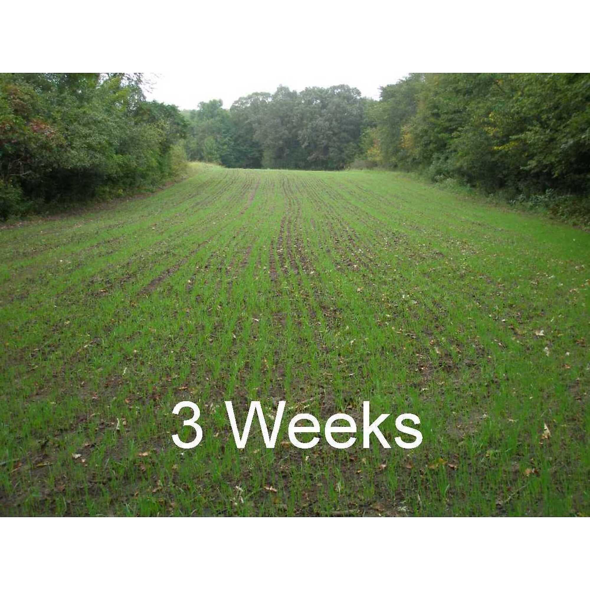 Field Tuff 3-Point Seeder - 48in. Width, 2in. Max. Depth, 8 Rows, Model ...