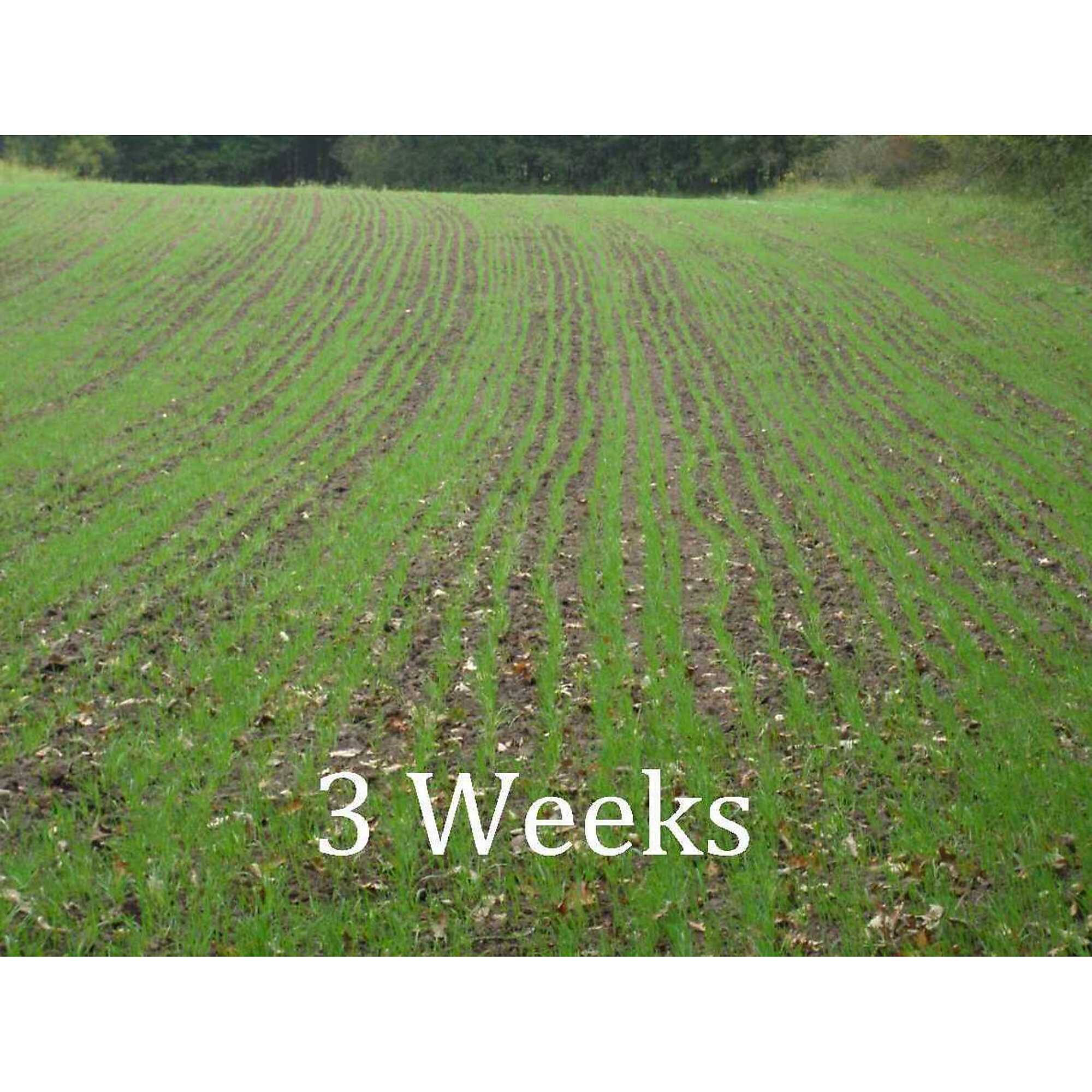 Field Tuff 3-Point Seeder - 48in. Width, 2in. Max. Depth, 8 Rows, Model ...